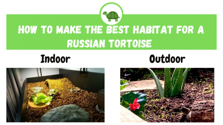 How To Make The Best Habitat For a Russian Tortoise - TurtleHolic