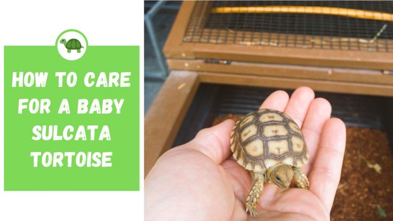 How to Care for a Baby Sulcata Tortoise - TurtleHolic
