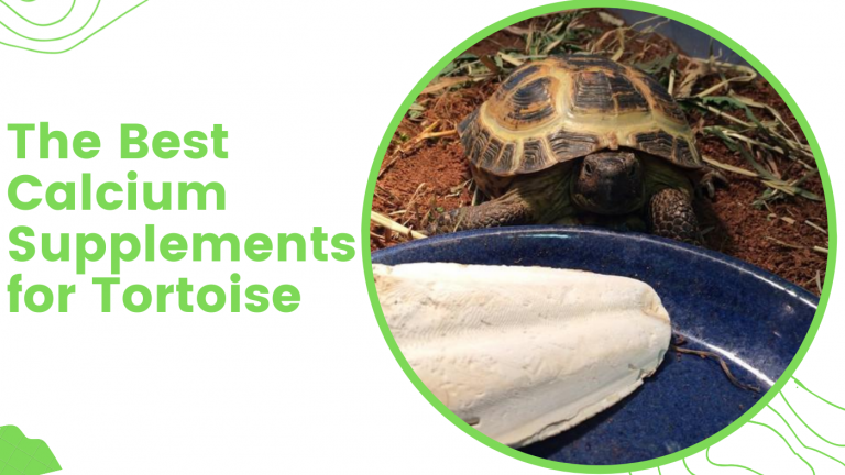 The Best Calcium Supplements for Tortoise - TurtleHolic