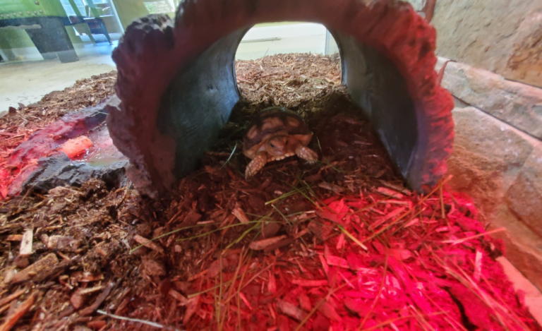 How to Care for a Baby Sulcata Tortoise - TurtleHolic