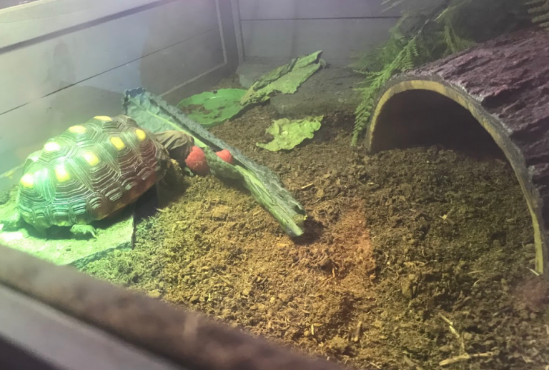 Best Substrate for Red Foot Tortoise - TurtleHolic