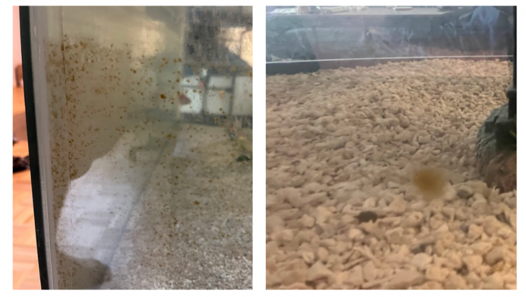 Brown Algae Spots on Aquarium Glass: What to do? - TurtleHolic