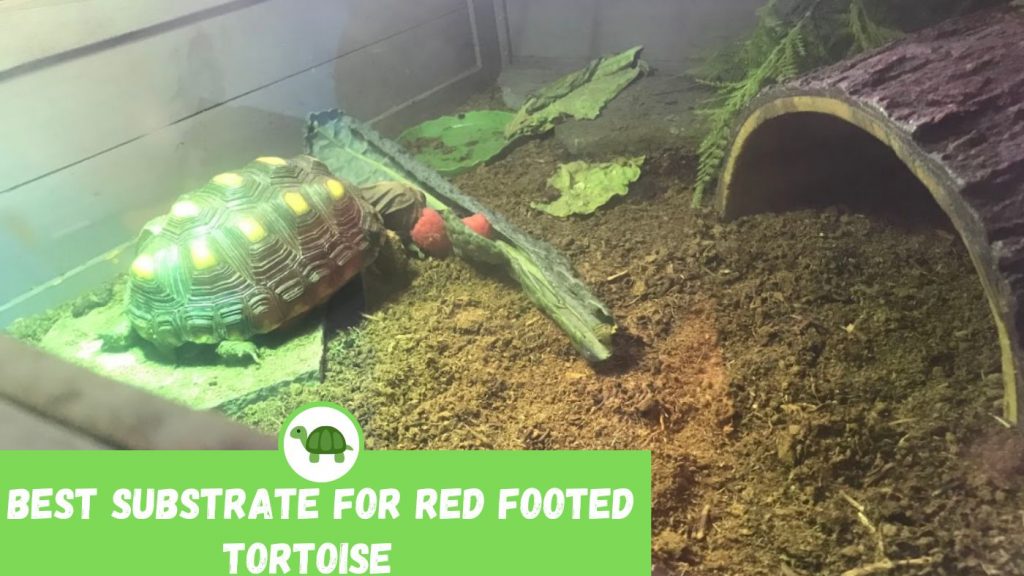 Best Substrate for Red Foot Tortoise - TurtleHolic
