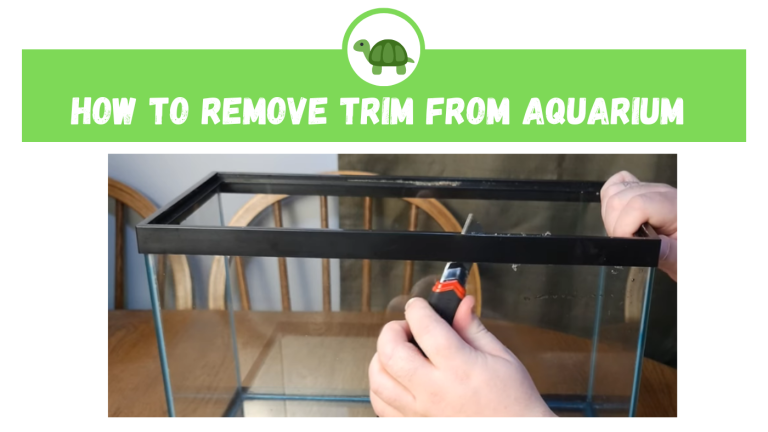How to Remove Trim from Aquarium - TurtleHolic