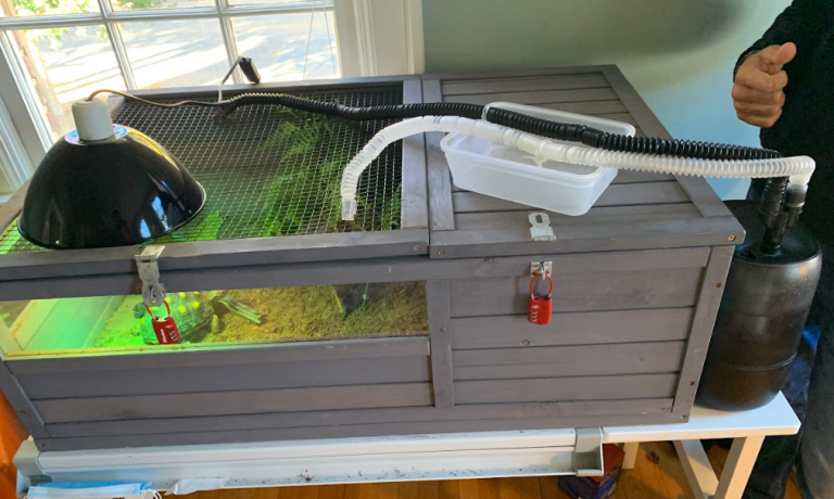 Best Humidity for Red-Footed Tortoise - TurtleHolic