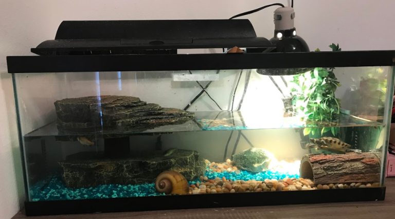 The Best Red Eared Slider Tank in the World - TurtleHolic