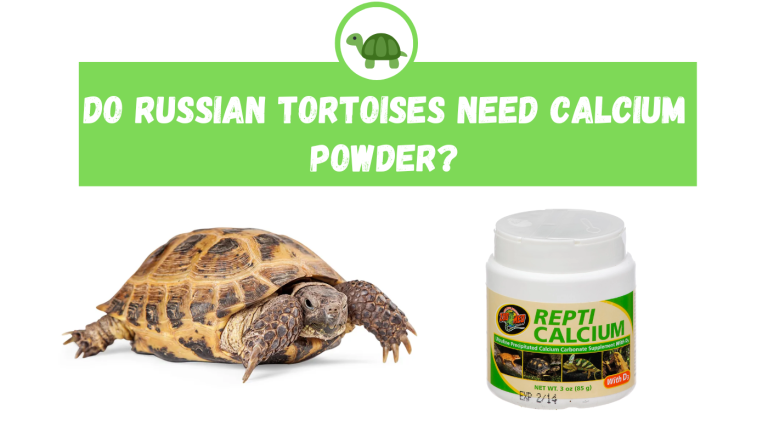 Do Russian Tortoises Need Calcium Powder? - TurtleHolic