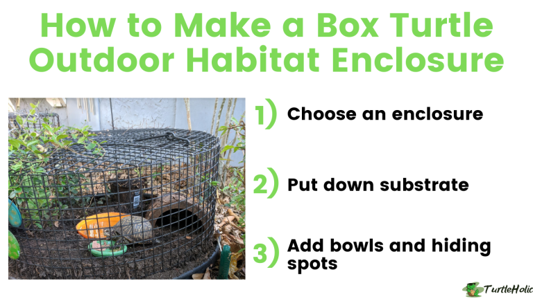 How to Make a Box Turtle Outdoor Habitat Enclosure - TurtleHolic