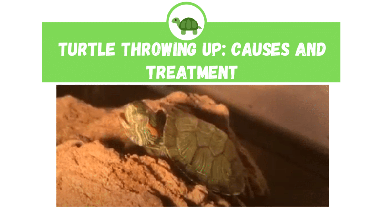 Turtle Throwing Up: Causes and Treatment - TurtleHolic