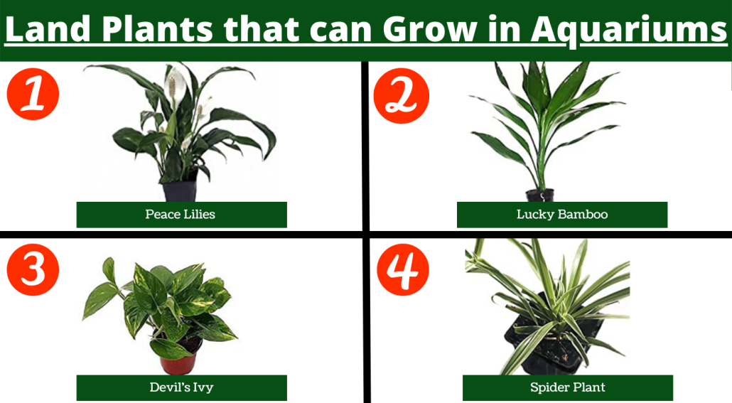 4 Best Land Plants that can Grow in Aquariums - TurtleHolic 4 Best Land Plants that can Grow in Aquariums - TurtleHolic