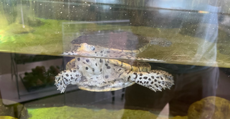 Diamondback Terrapin Tank Setup - TurtleHolic