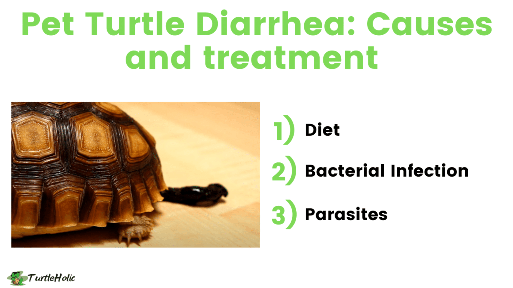 Pet Turtle Diarrhea: Causes and treatment - TurtleHolic