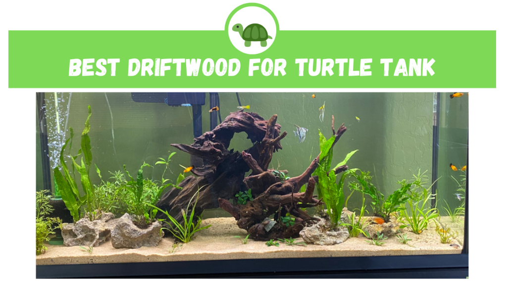 Best Driftwood for a Turtle Tank - TurtleHolic