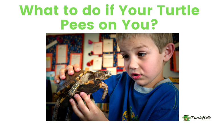 What to do if Your Turtle Pees on You? - TurtleHolic