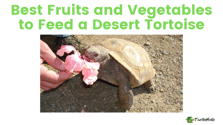 Best Fruits and Vegetables to Feed a Desert Tortoise - TurtleHolic