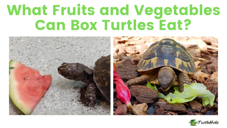 What Fruits and Vegetables Can Box Turtles Eat? - TurtleHolic