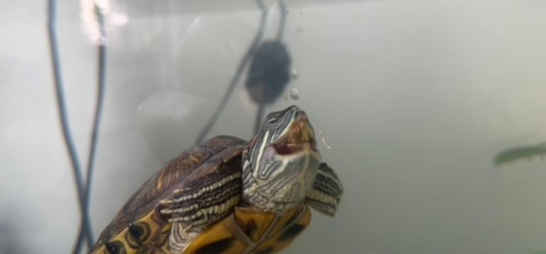 You Need to Know How Often to Feed a Red-Eared Slider - TurtleHolic