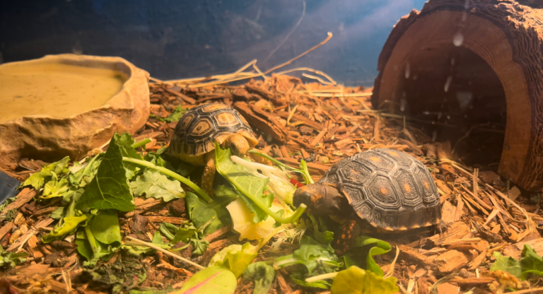 How To Take Care Of A Baby Box Turtle? - TurtleHolic
