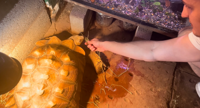What Fruits and Vegetables can a Sulcata Tortoise Eat? - TurtleHolic