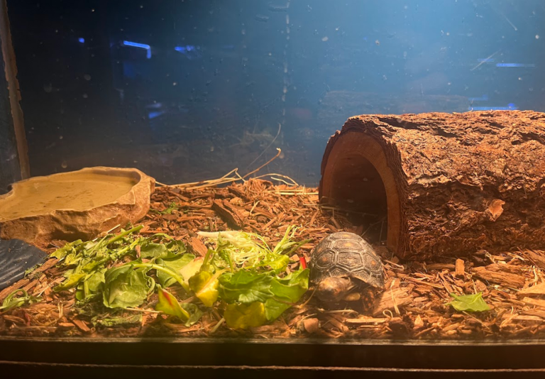 The Best Substrate for Box Turtles in the World - TurtleHolic