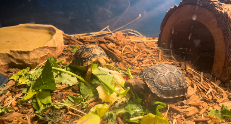 The Best Substrate for Box Turtles in the World - TurtleHolic