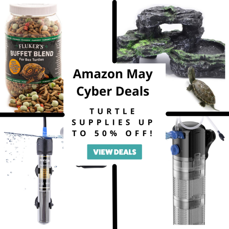 How to Preserve a Turtle Shell - TurtleHolic