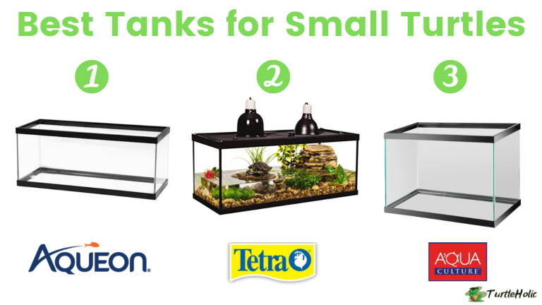 Best Tanks for Small Turtles - TurtleHolic
