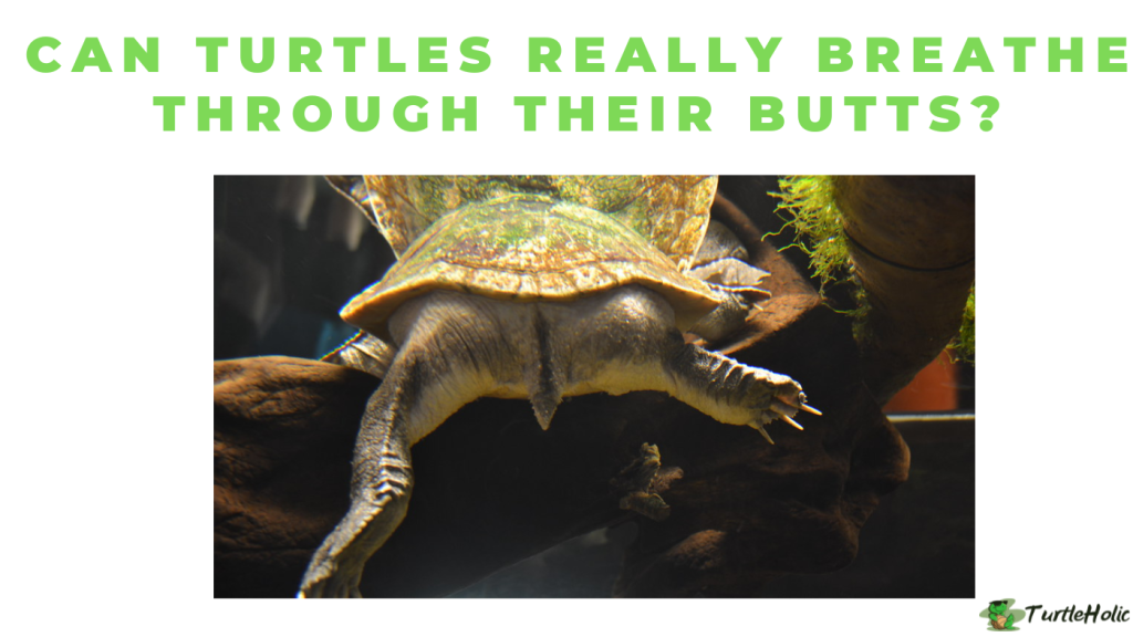 Can Turtles Really Breathe Through Their Butts? - TurtleHolic