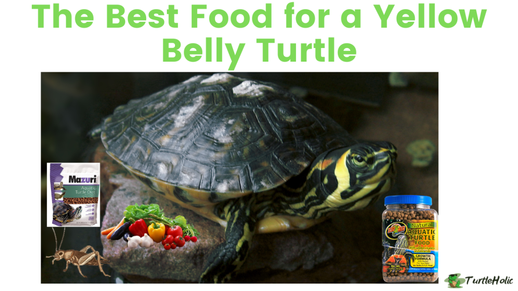 The Best Food for a Yellow Belly Turtle - TurtleHolic