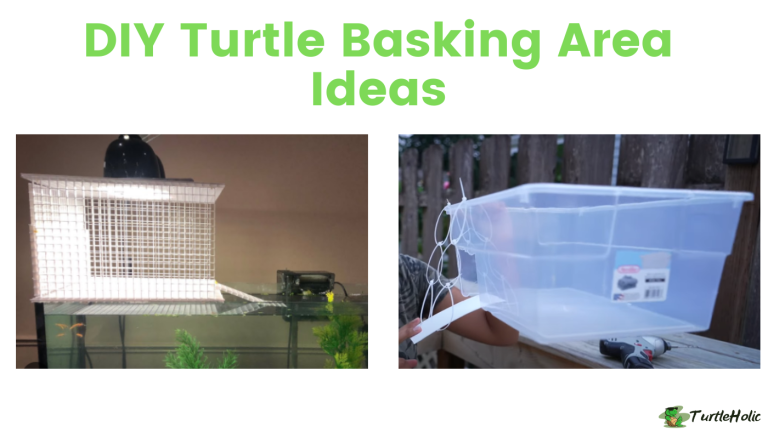 DIY Turtle Basking Area Ideas - TurtleHolic