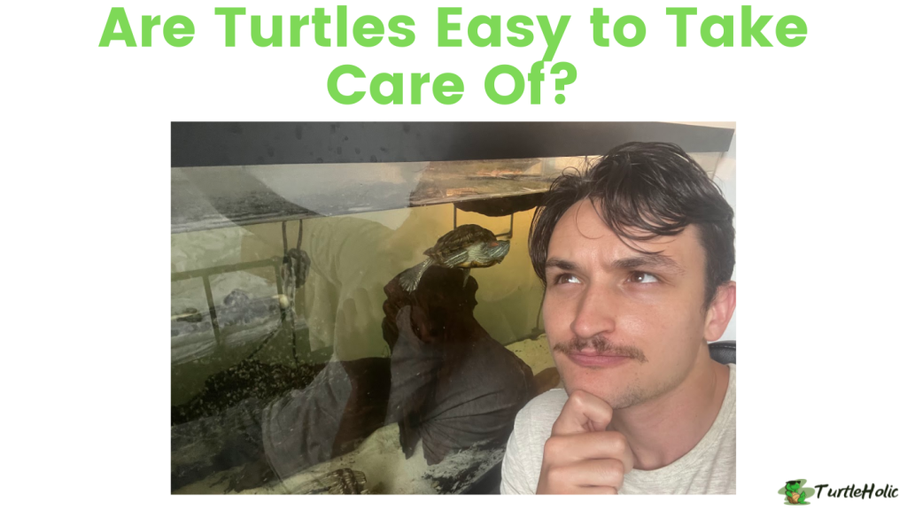 Are Turtles Easy to Take Care Of? - TurtleHolic