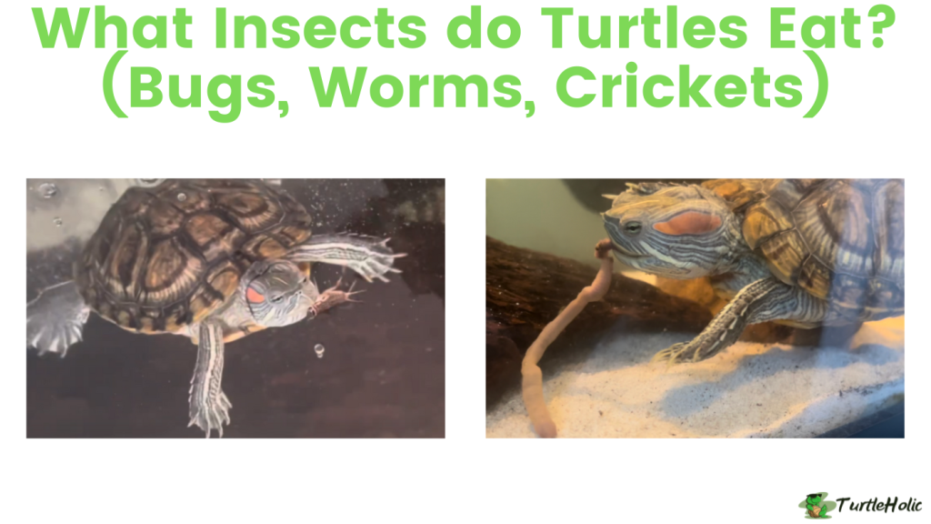What Insects do Turtles Eat? (Bugs, Worms, Crickets) - TurtleHolic