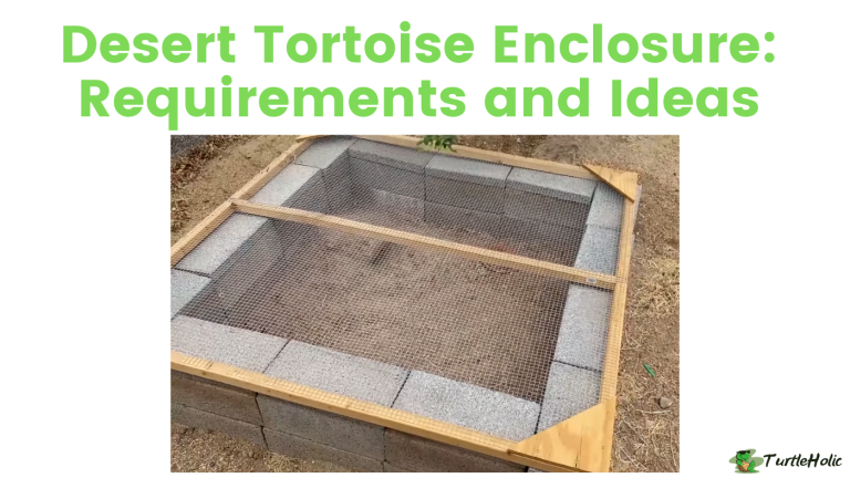 How to Build a Desert Tortoise Enclosure - TurtleHolic
