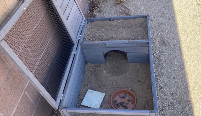 Desert Tortoise Enclosure: Requirements and Ideas - TurtleHolic