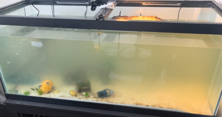 Turtle Shell Rot: Pictures, Treatment, and Prevention - TurtleHolic