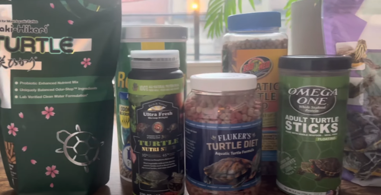 How Do I Get My Turtle to Eat? - TurtleHolic