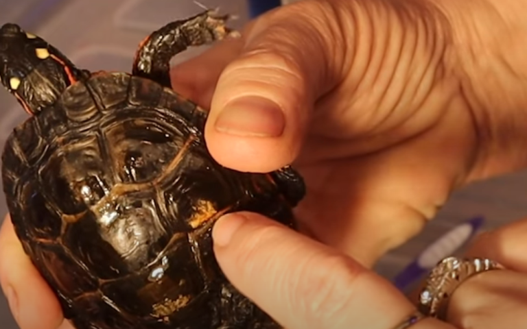 Turtle Shell Rot: Pictures, Treatment, and Prevention - TurtleHolic