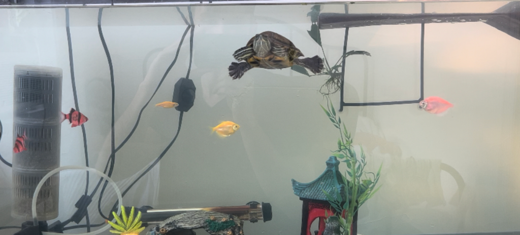 image-3 - TurtleHolic