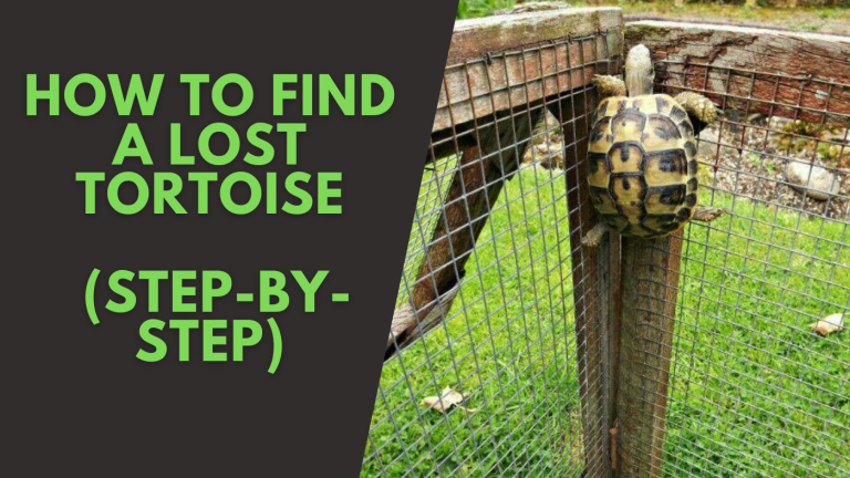 How to Find a Lost Tortoise (step-by-step) - TurtleHolic