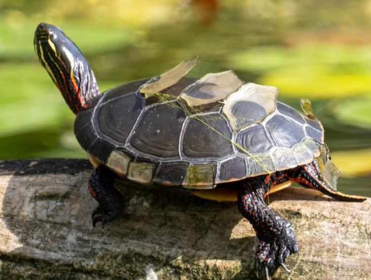 image-9 - TurtleHolic