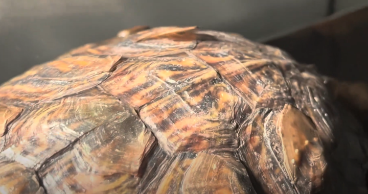 image-122 - TurtleHolic