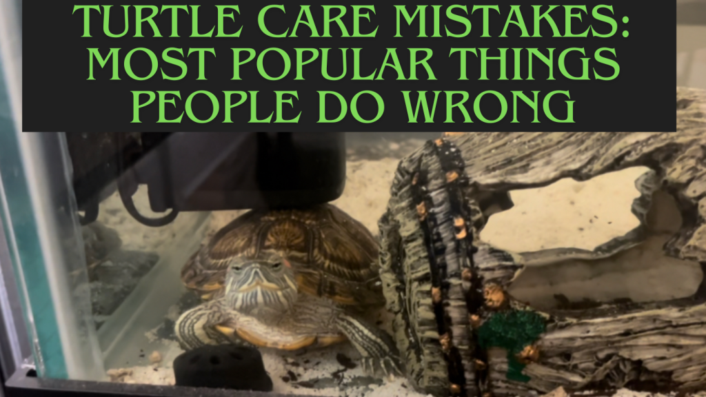 Turtle Care Mistakes: Most popular things people do wrong - TurtleHolic