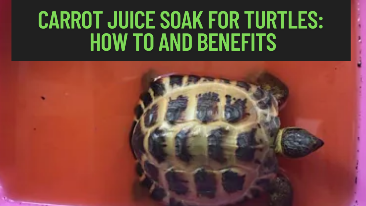 Carrot Juice Soak for Turtles: How to and Benefits - TurtleHolic
