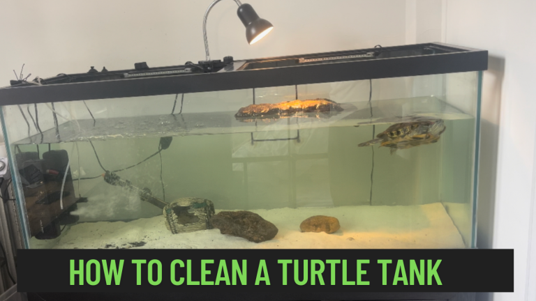 How Do I Clean a Turtle Tank: Step by Step Guide - TurtleHolic