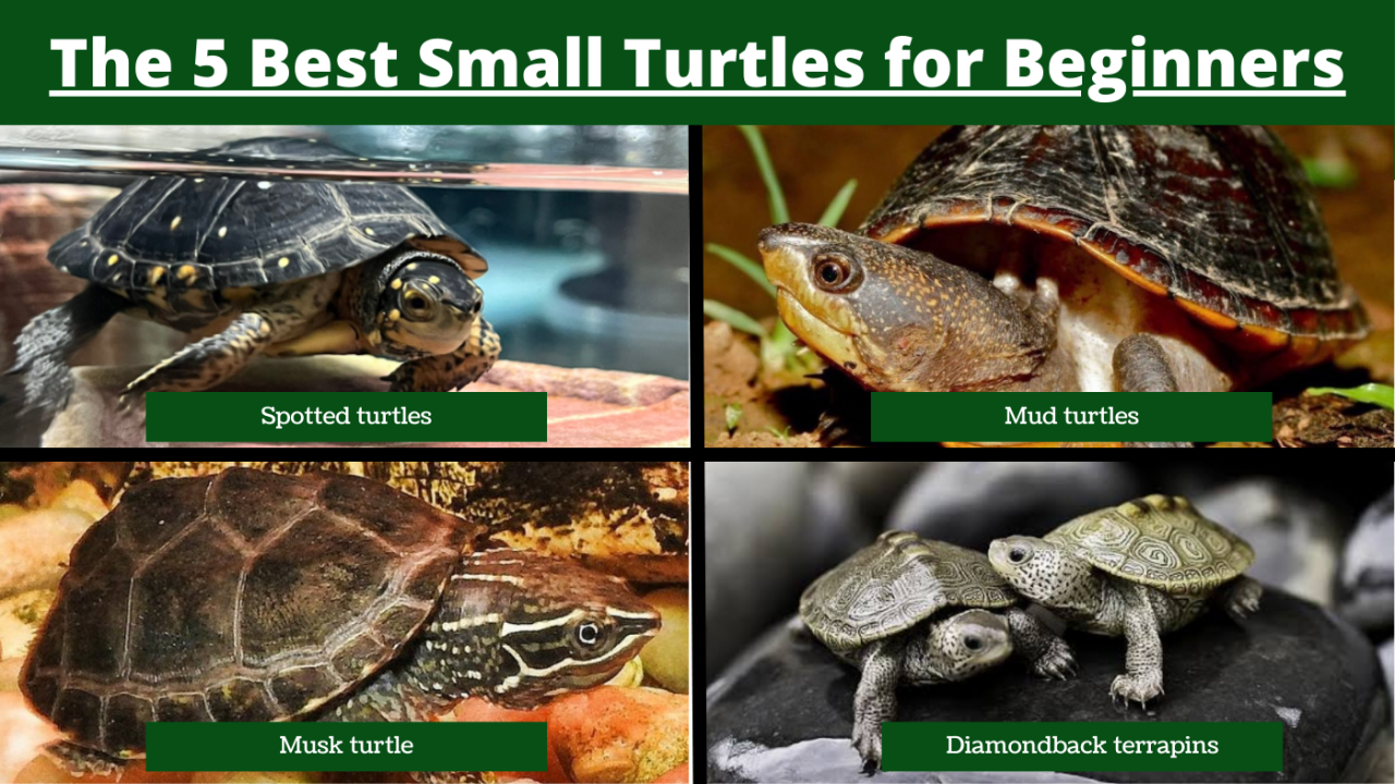 The 5 Best Small Turtles for Beginners - TurtleHolic