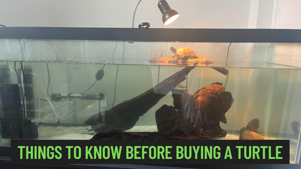 Things to Know Before Buying a Turtle - TurtleHolic