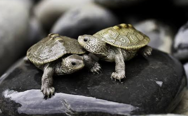 The 5 Best Small Turtles for Beginners - TurtleHolic
