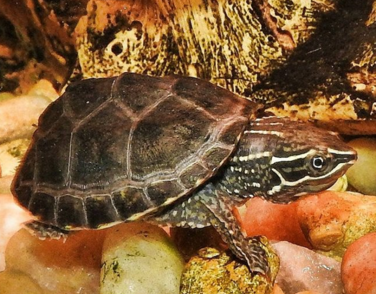 The 5 Best Small Turtles for Beginners - TurtleHolic