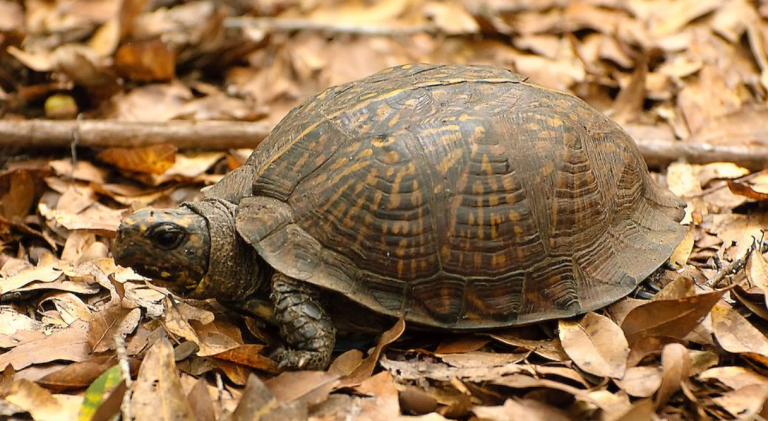 The 5 Best Small Turtles for Beginners - TurtleHolic