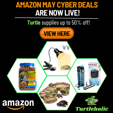 How to Set up an Indoor Box Turtle Enclosure - TurtleHolic